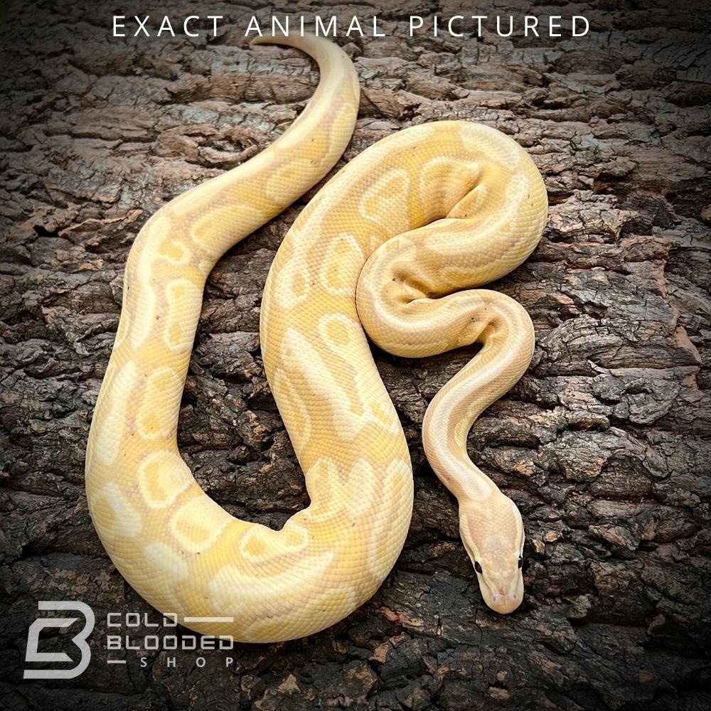 Banana Fire Orange Dream Ball Python by Cold Blooded Shop - MorphMarket