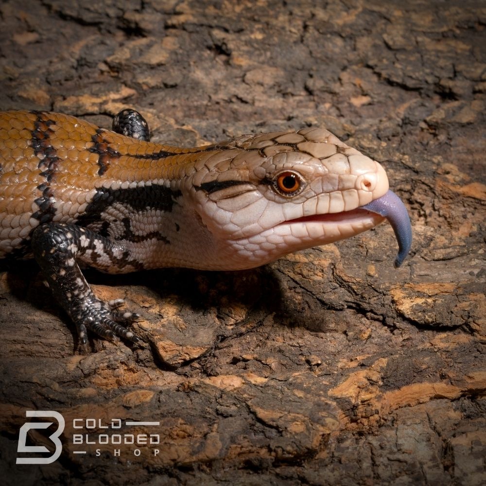 Halmahera Blue Tongue Skink Indonesian Blue-Tongued Skink by Cold ...