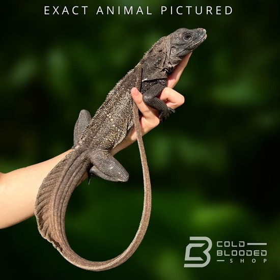 Black Sailfin Dragon Lizard More Lizard by Cold Blooded Shop