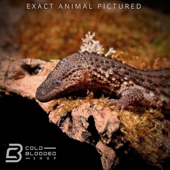 Juvenile Borneo Earless Monitor Lizard (Lanthanotus Borneensis) Other ...