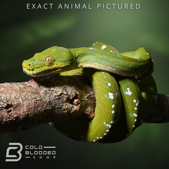 Aru Green Tree Python by Cold Blooded Shop