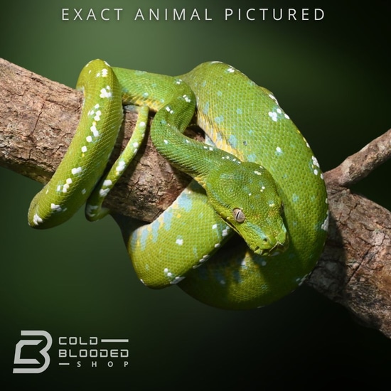 Aru Green Tree Python by Cold Blooded Shop