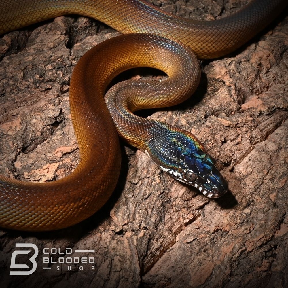 Northern White-lipped Python by Cold Blooded Shop - MorphMarket