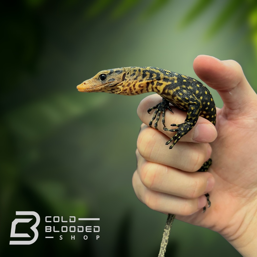 Quince Monitors - Melinus Other Monitor by Cold Blooded Shop - MorphMarket