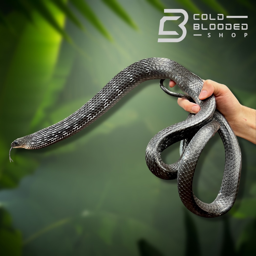 Keeled Rat Snakes - Ptyas Carinata Other Rat Snake by Cold Blooded Shop ...