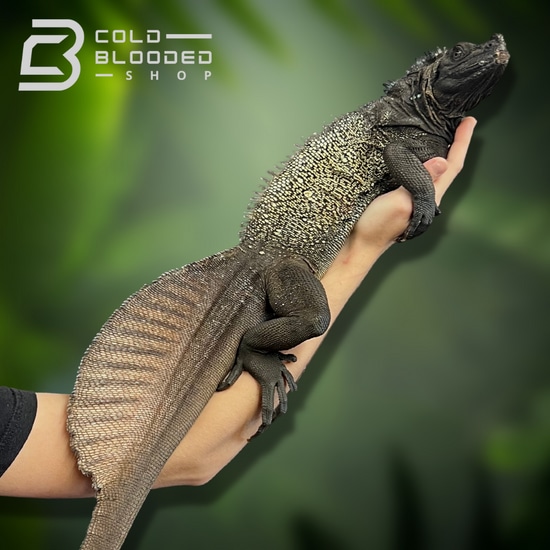 Black Sailfin Dragon Lizard #104 by Cold Blooded Shop
