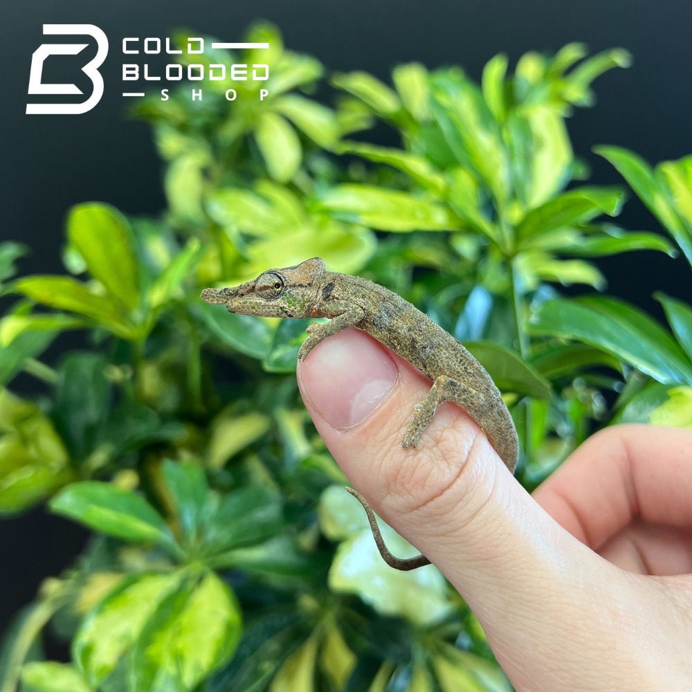 Madagascar Pimple-nose Chameleon - Calumma Nasutum Other Chameleon by ...