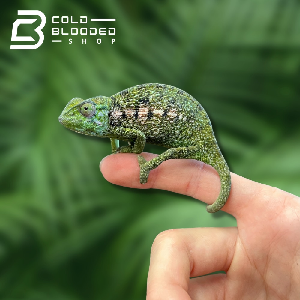 Green Chameleon - Furcifer Viridis Other Chameleon by Cold Blooded Shop ...