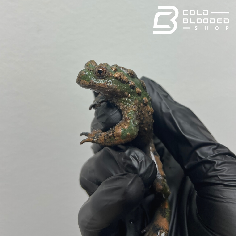Small-webbed Bell - Bombina Microdeladigitora Toad by Cold Blooded Shop ...