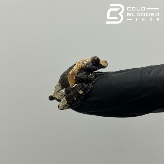 Vietnamese Bird Poop Frog - Theloderma Asperum by Cold Blooded Shop