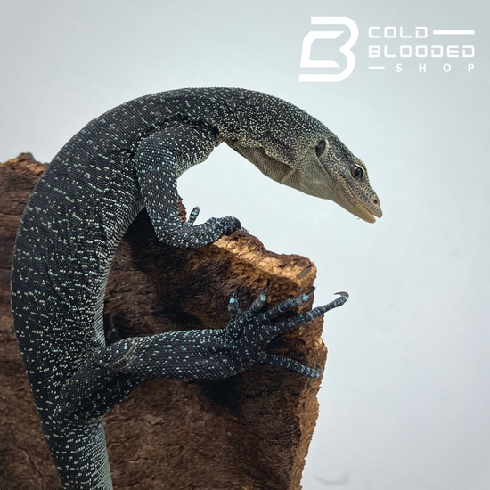 Turquoise Monitor - Varanus Caerulivirens Other Monitor by Cold Blooded ...