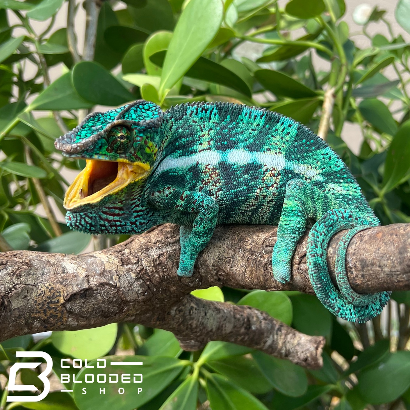 Beautiful Panther Chameleon by Cold Blooded Shop - MorphMarket
