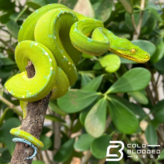 Green Tree Python by Cold Blooded Shop