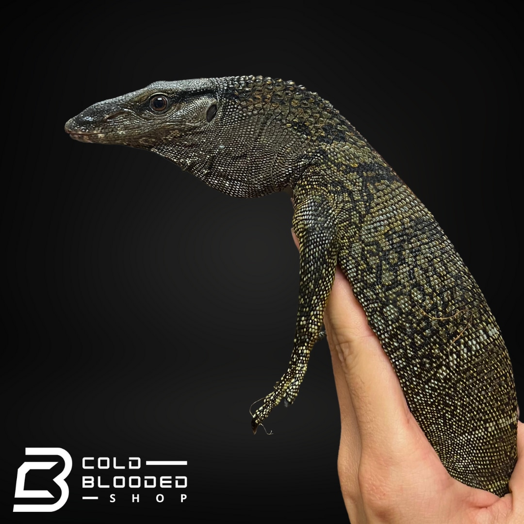 Black Roughneck Monitor by Cold Blooded Shop - MorphMarket