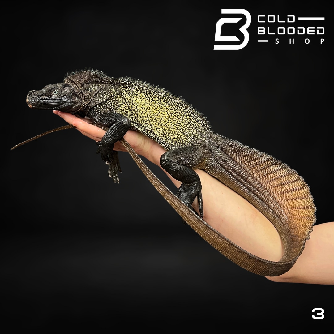 Adult Black Sailfin Dragon Lizard - Hydrosaurus Celebensis More Lizard by Cold Blooded Shop ...