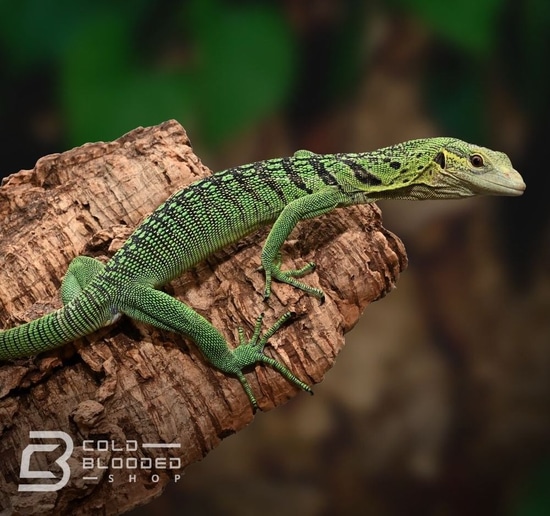 Green Tree Monitors by Cold Blooded Shop