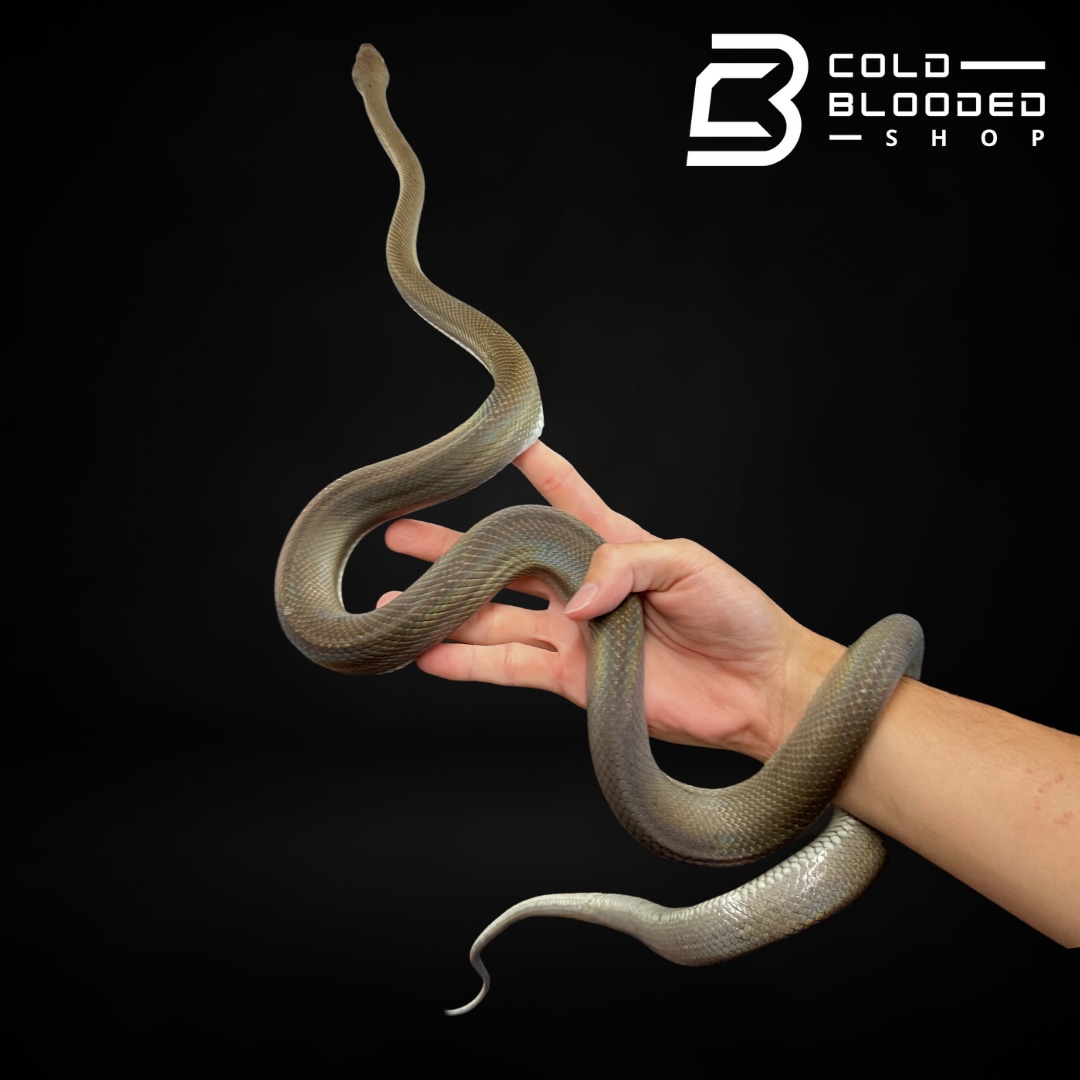 Tanimbar Python - Simalia Nauta More Python by Cold Blooded Shop - MorphMarket