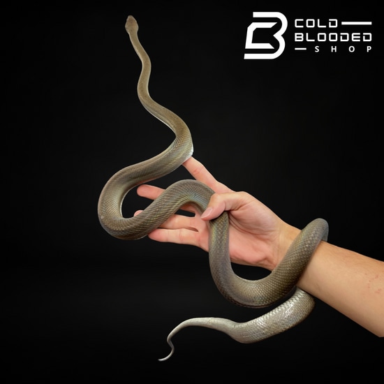 Tanimbar Python - Simalia Nauta More Python by Cold Blooded Shop