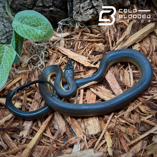 Baby Water Python - Liasis Fuscus by Cold Blooded Shop