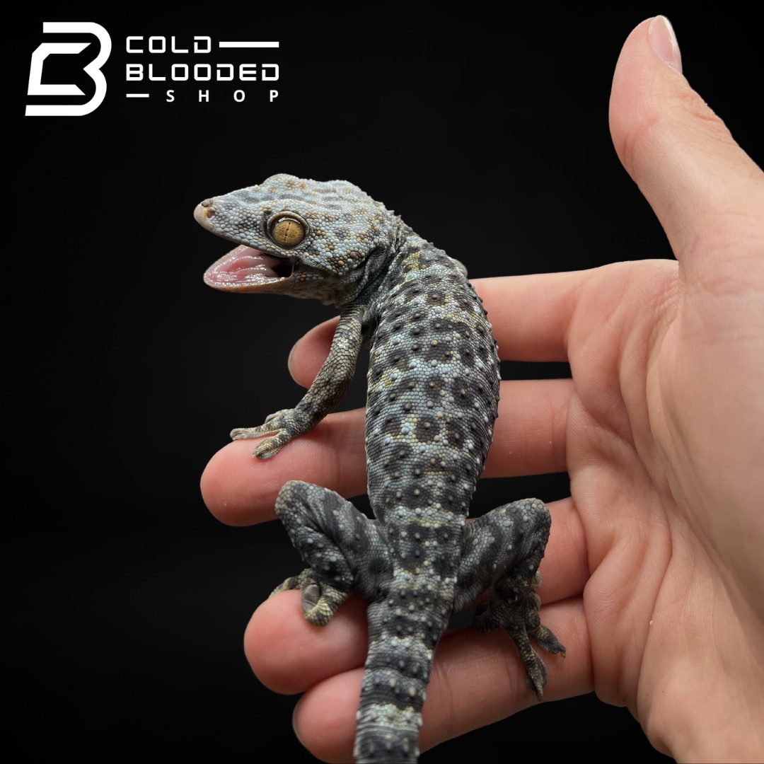 Granite - Tokay Gecko by Cold Blooded Shop - MorphMarket