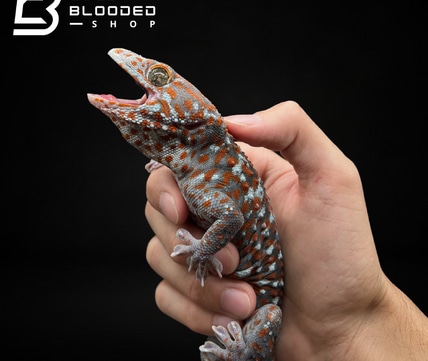 Olive - Tokay Gecko by Cold Blooded Shop - MorphMarket