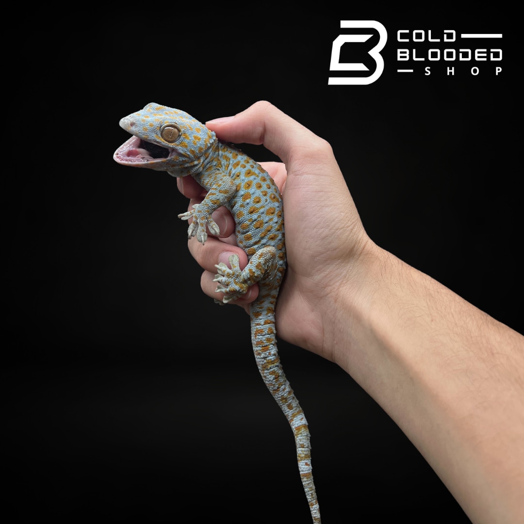 Yellow Spot - Tokay Gecko by Cold Blooded Shop - MorphMarket