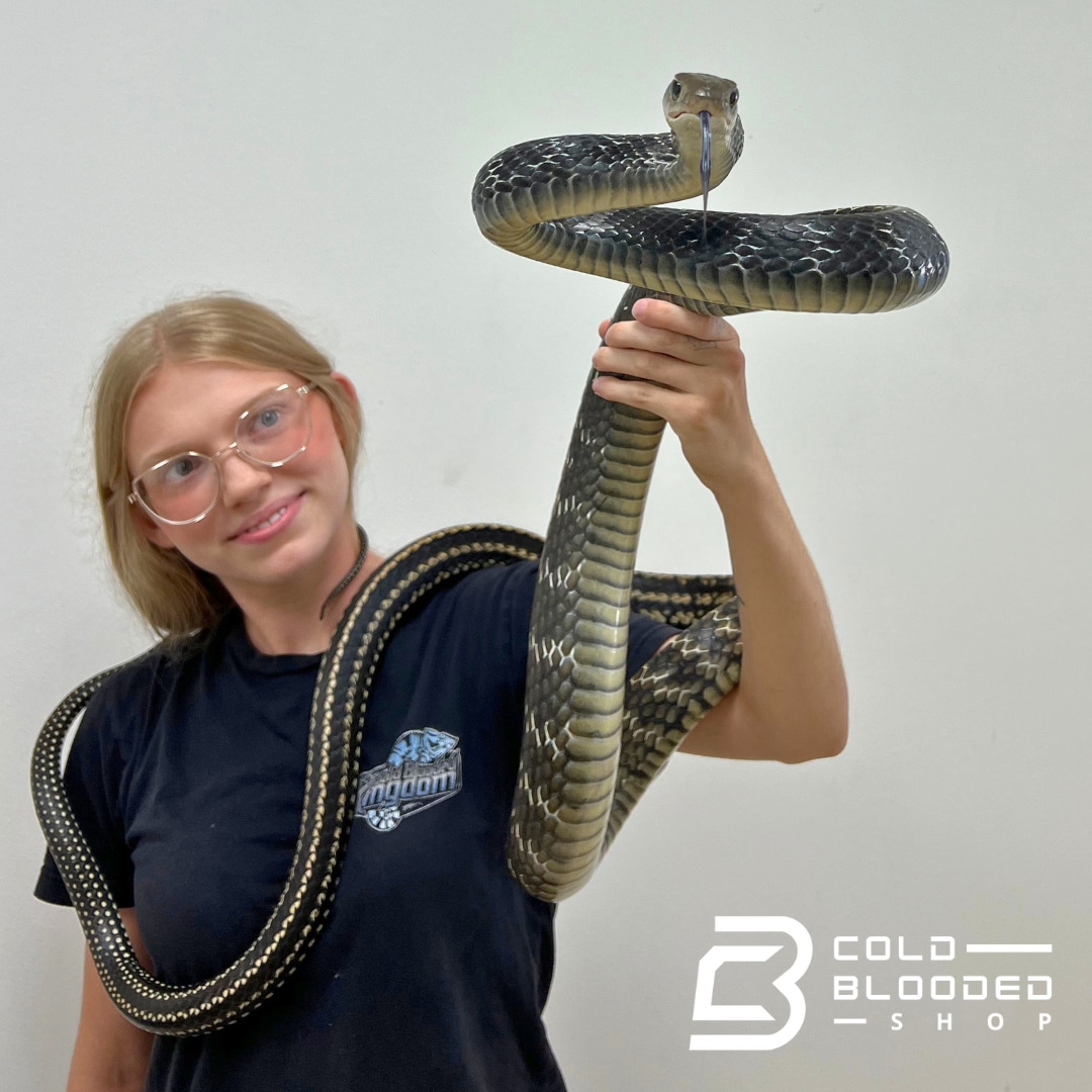 Giant Adult Keeled Rat Snake - Ptyas Carinata Other Rat Snake by Cold Blooded Shop - MorphMarket
