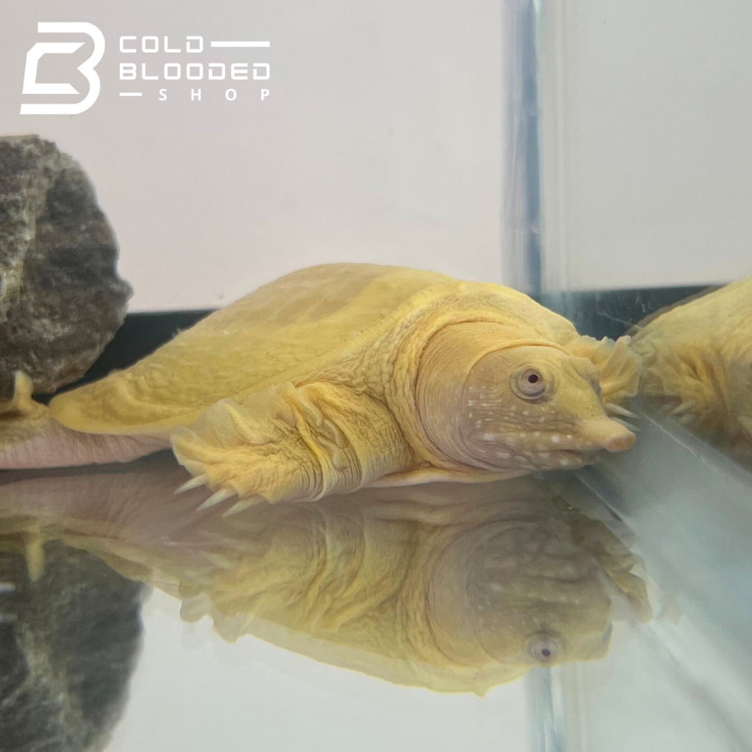 Albino Chinese Softshell Turtle - Pelodiscus Sinensis Pond & Softshell ...