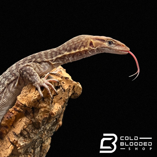 Black-headed Monitor - Varanus Tristis Other Monitor by Cold Blooded Shop