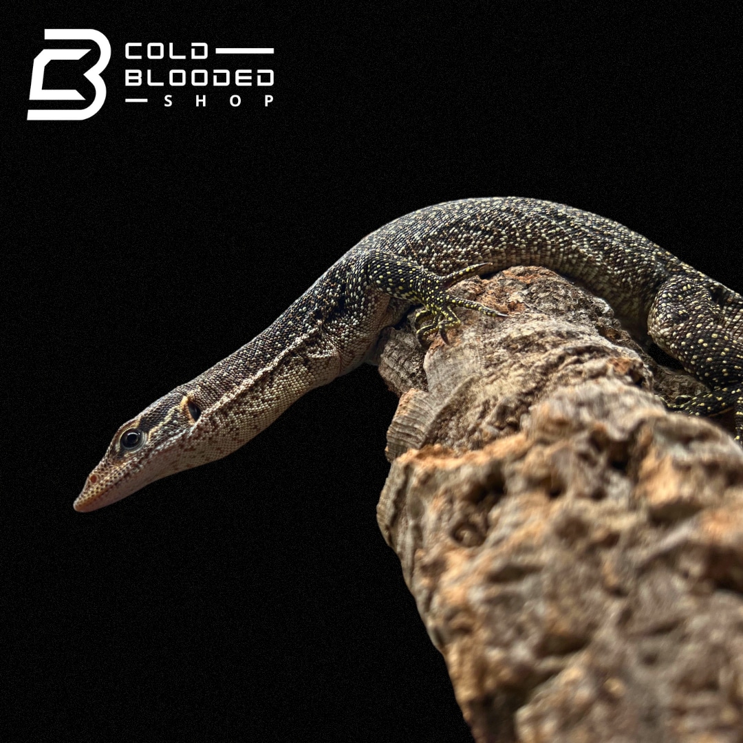 Timor Monitor - Varanus Timorensis Other Monitor by Cold Blooded Shop ...
