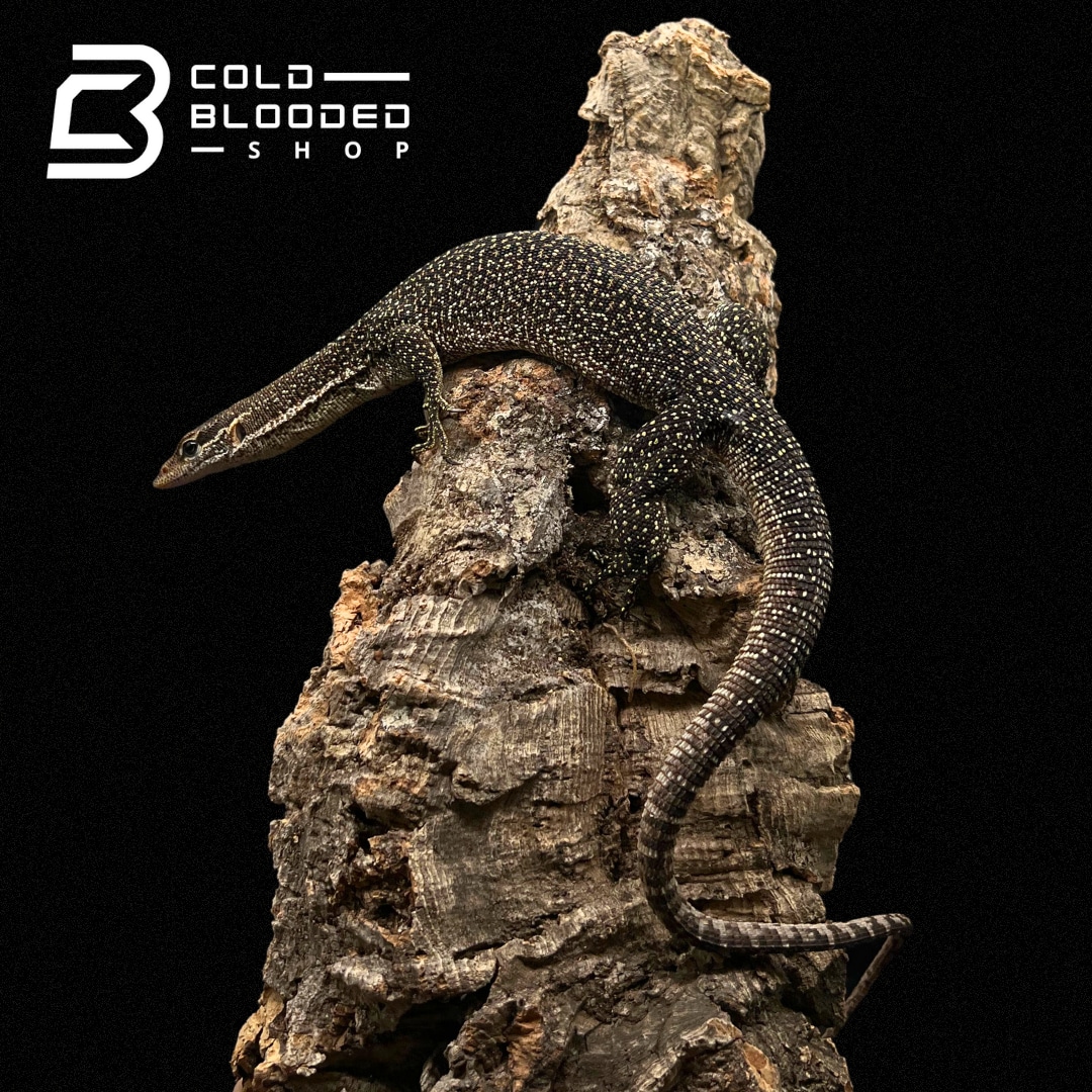 Timor Monitor - Timorensis Other Monitor by Cold Blooded Shop - MorphMarket