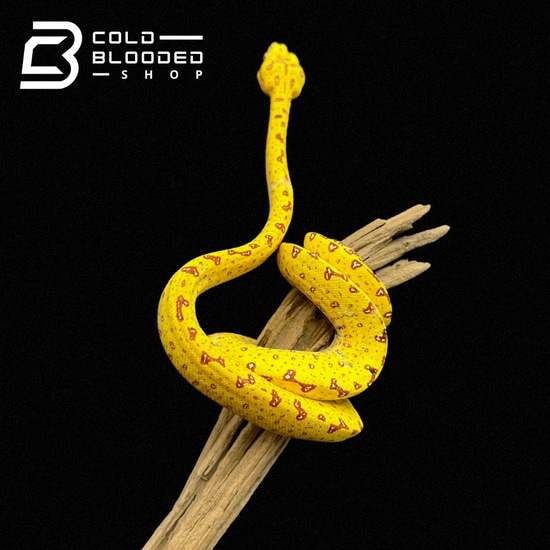 Biak Green Tree Python by Cold Blooded Shop