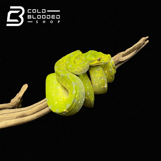 Beautiful Biak Green Tree Python by Cold Blooded Shop