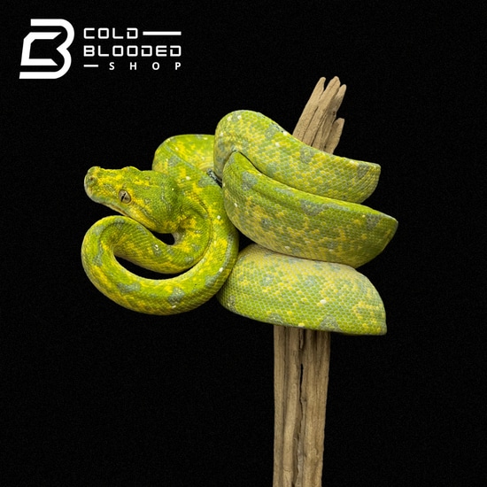 Beautiful Biak Green Tree Python by Cold Blooded Shop