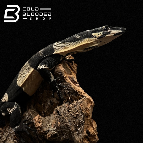Bell's Phase Lace Monitor - Varanus Varius Other Monitor by Cold ...