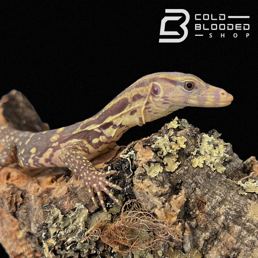 Albino - Water Monitor by Cold Blooded Shop - MorphMarket