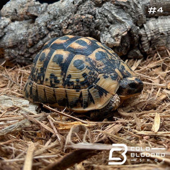 Greek Tortoises - Testudo Graeca by Cold Blooded Shop