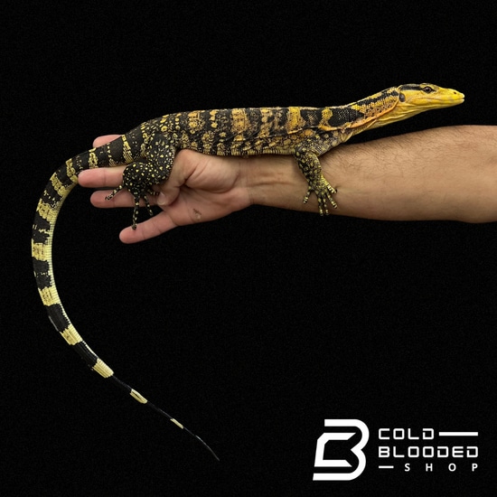 Yellow-headed Water Monitor - Varanus Cumingi Other Monitor by Cold ...