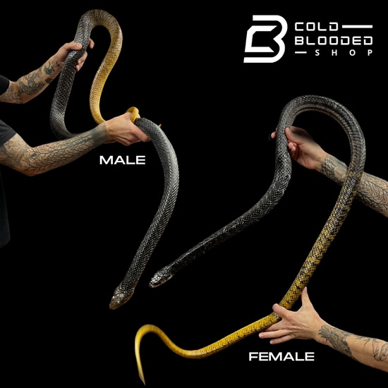 Yellow Tailed Cribos - Drymarchon Corais Cribo & Indigo Snakes by Cold ...