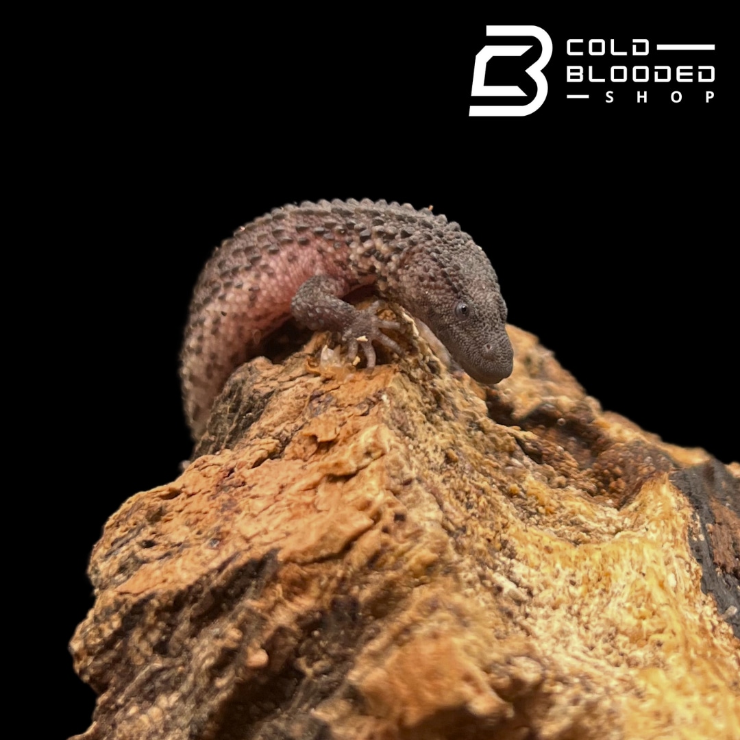 Borneo Earless Monitors - Lanthanotus Borneensis Other Monitor by Cold ...