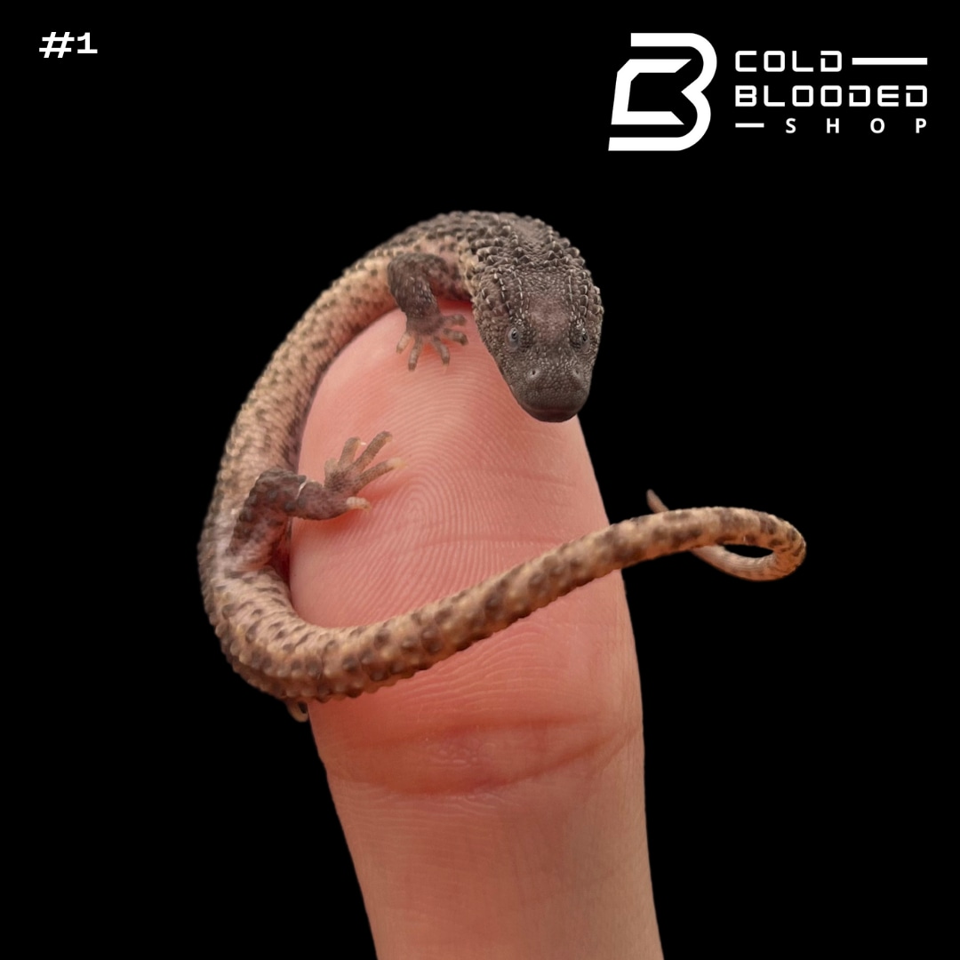 Borneo Earless Monitors - Lanthanotus Borneensis Other Monitor by Cold ...