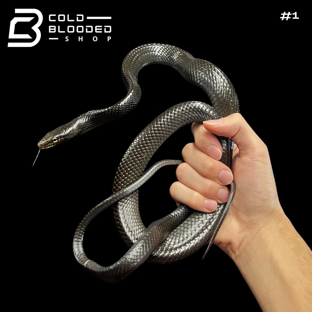 Black Jansen's Ratsnakes - Gonyosoma Jansenii Other Rat Snake by Cold ...