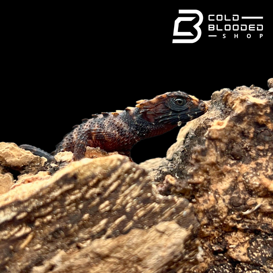 White Eyed Crocodile Skink - Tribolonotus Novaeguineae Other Skink by Cold Blooded Shop ...