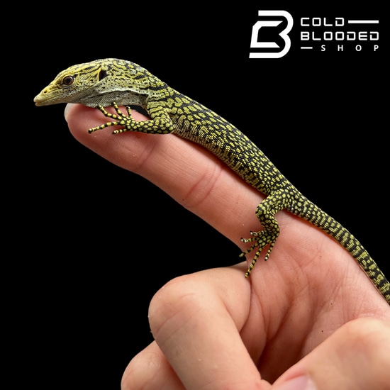 Biak Tree Monitor - Varanus Kordensis by Cold Blooded Shop