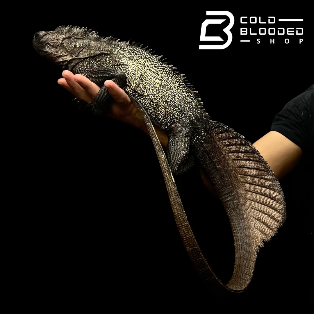 Black Sailfin Dragon Lizard - Hydrosaurus Celebensis More Lizard by Cold Blooded Shop - MorphMarket