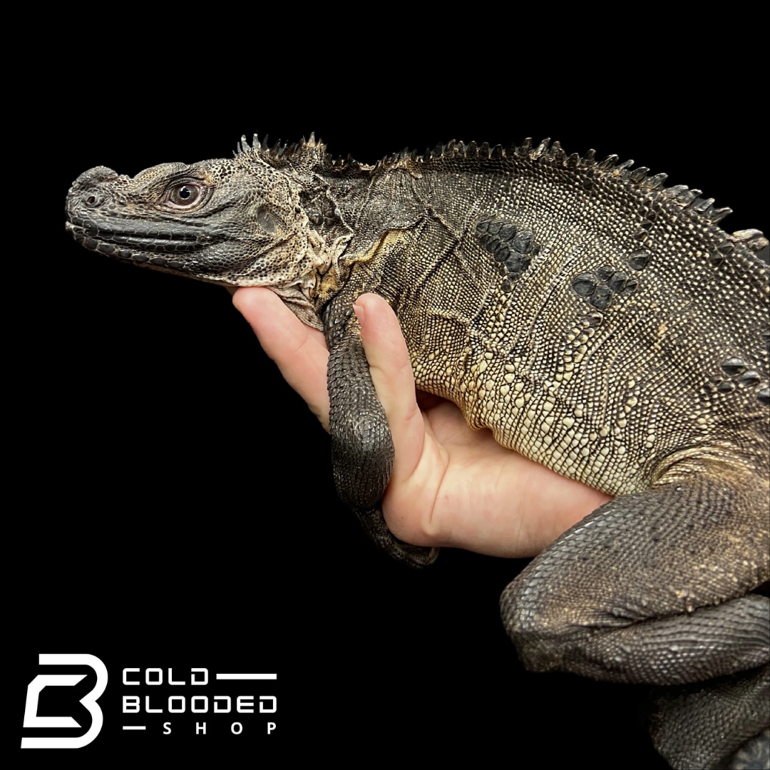Indonesian Sailfin Dragon Lizard - Hydrosaurus Microlophus More Lizard ...