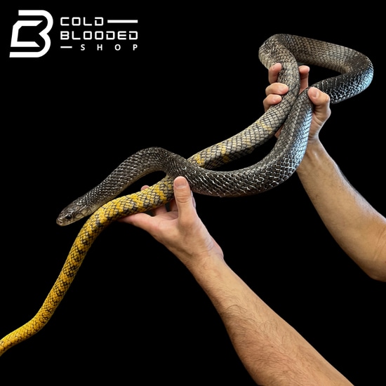 Yellow Tailed Cribo - Drymarchon Corais Cribo & Indigo Snakes by Cold ...