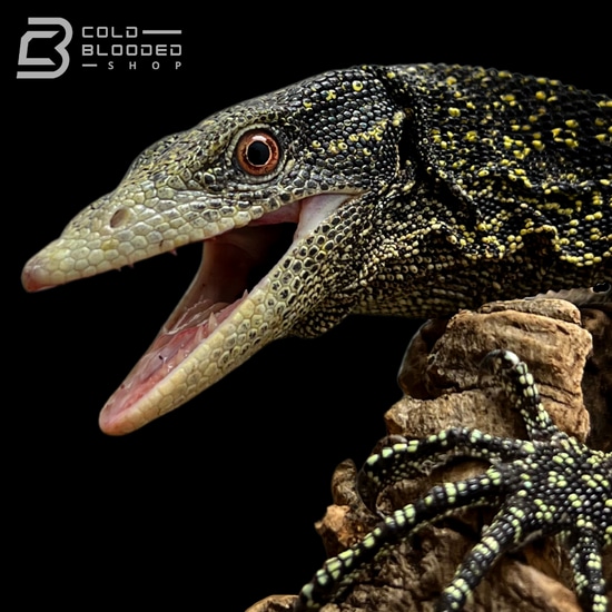 Golden-spotted Tree Monitor - Varanus Boehmei Golden-Spotted Tree ...