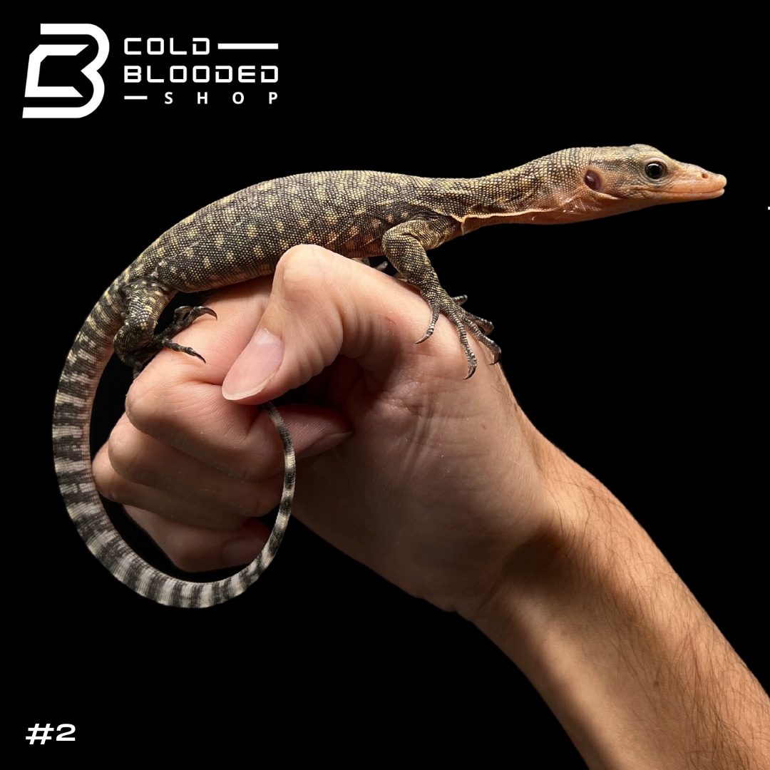 Quince Monitors - Melinus Other Monitor by Cold Blooded Shop - MorphMarket