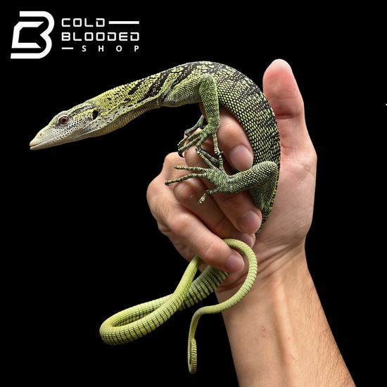 Yellow Tree Monitor - Varanus Reisingeri by Cold Blooded Shop